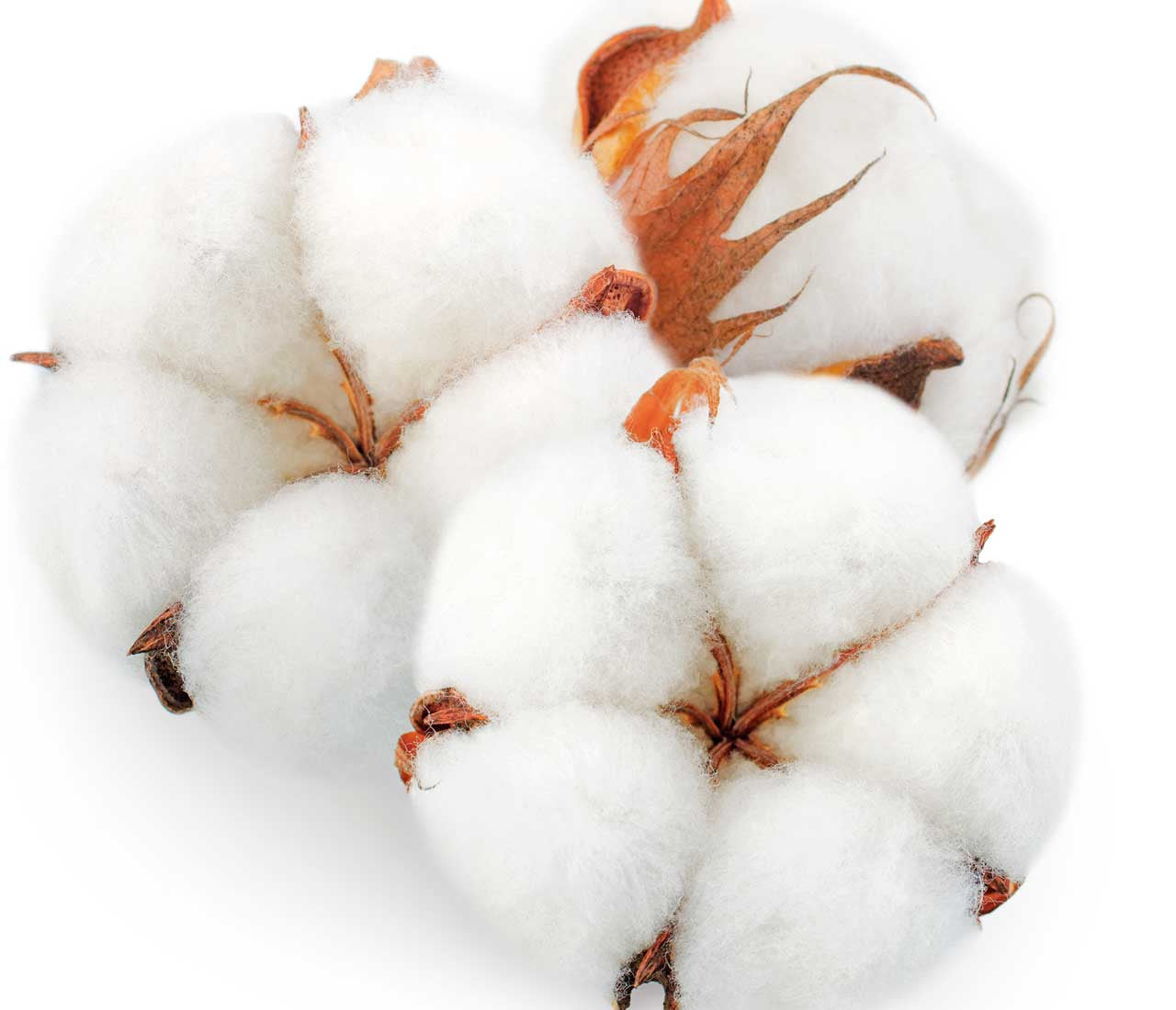 Quantos tipos de algodão existem?